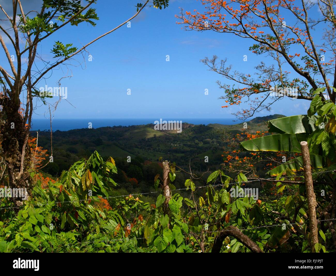 Nature in the Dominican Republic Stock Photo - Alamy