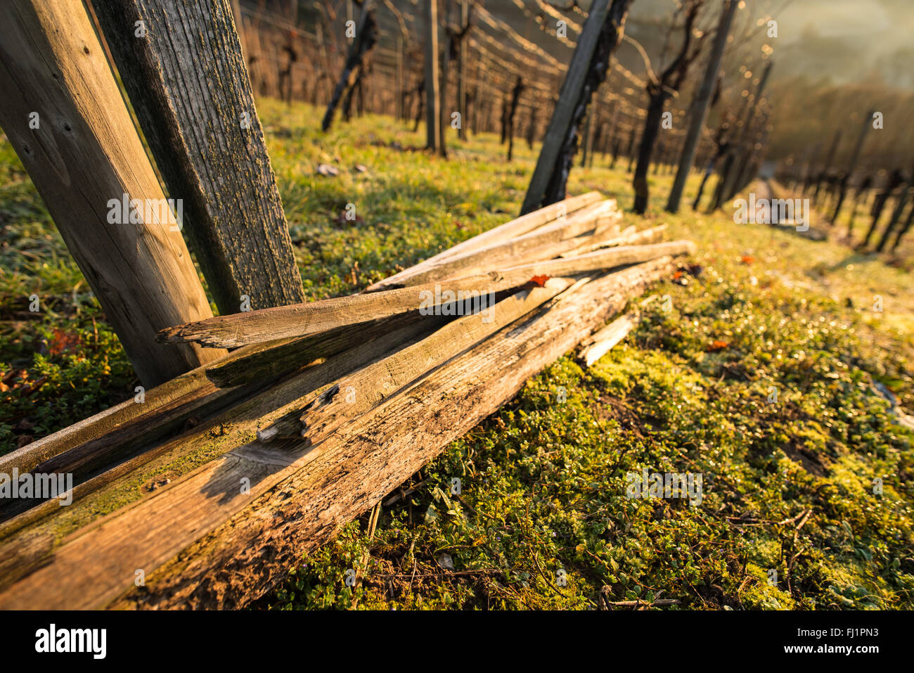 Wooden stake in a vineyard in the light of the sun Stock Photo - Alamy