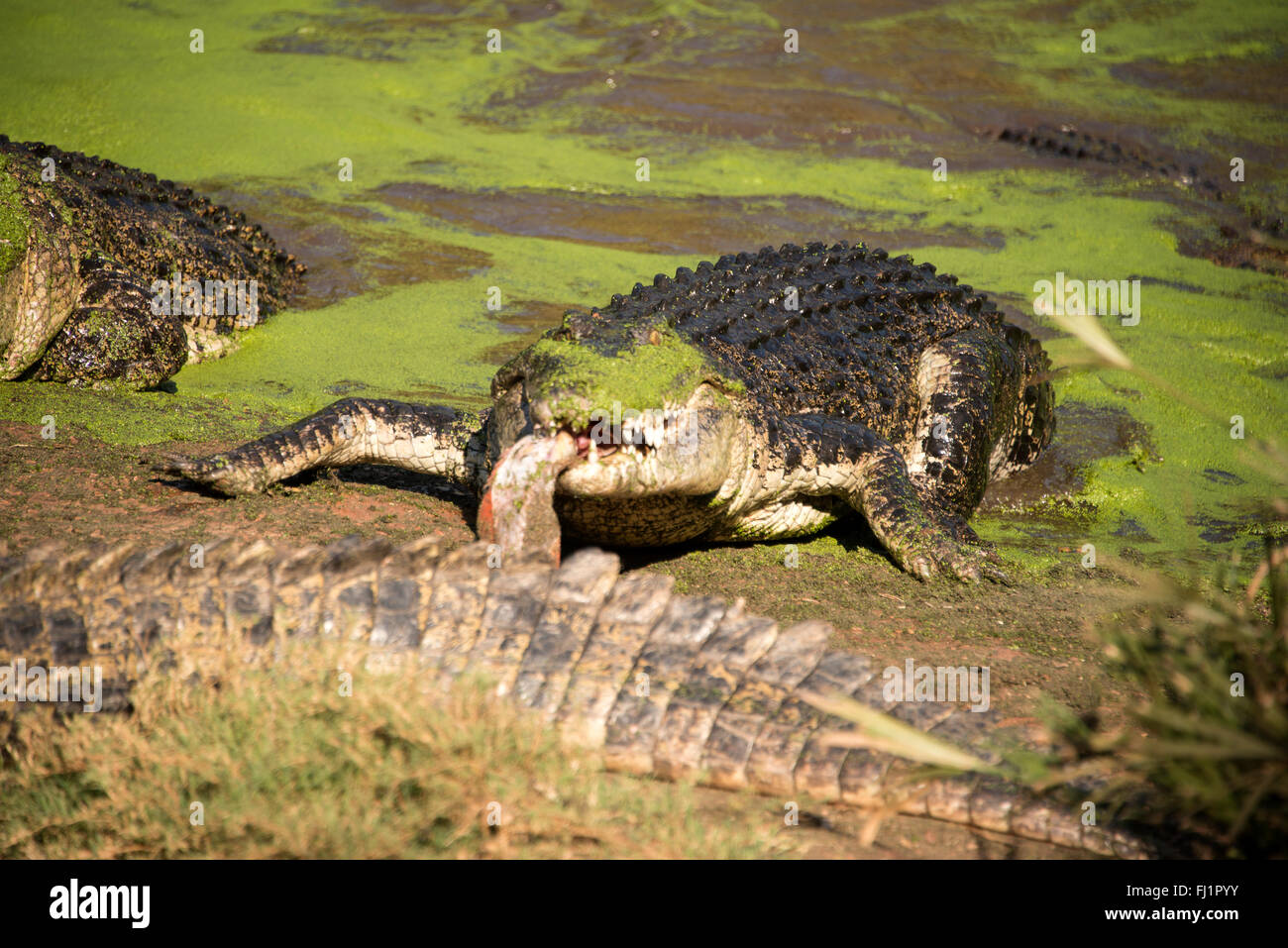 A bask (group) of saltwater male crocodiles at the Malcolm Douglas ...