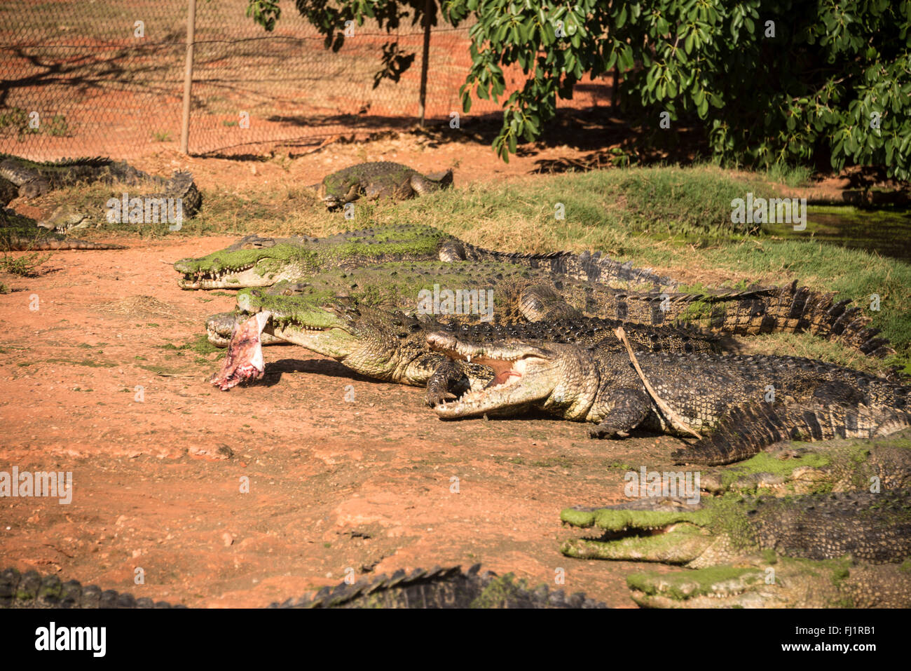 A bask (group) of saltwater male crocodiles at the Malcolm Douglas ...