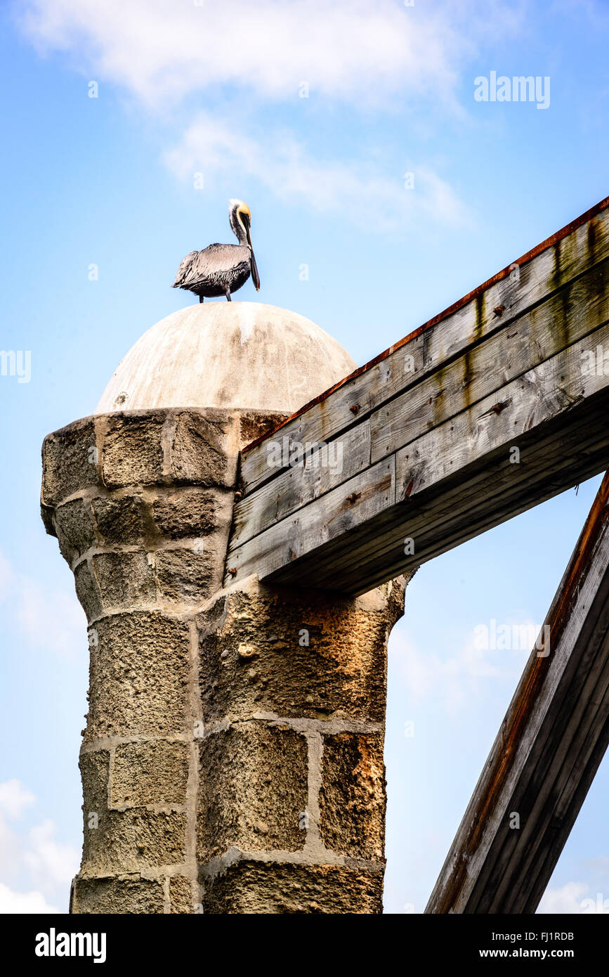 Brown Pelican on Sail Loft Pillars, Nelson's Dockyard, English Harbour ...