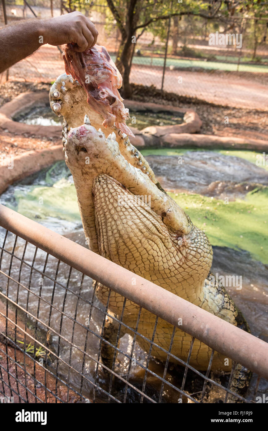 Australian male saltwater crocodile hi-res stock photography and images ...