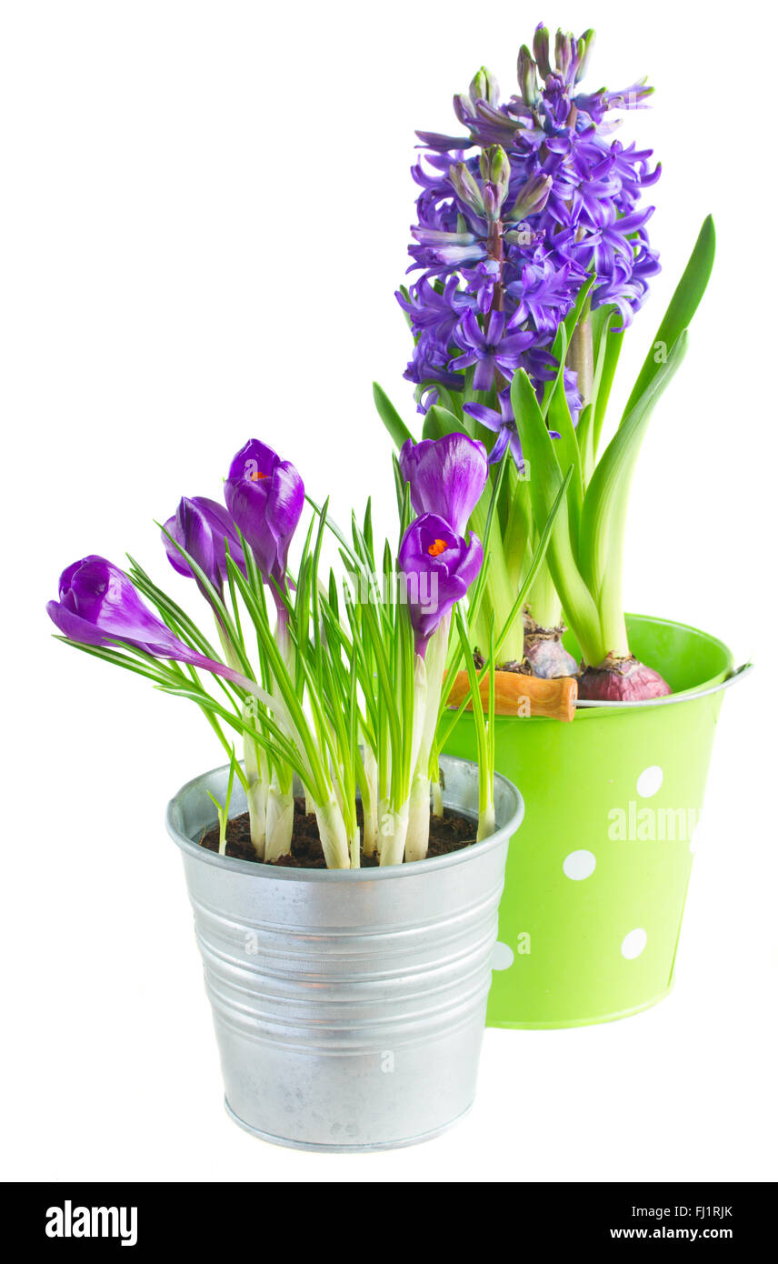 Spring flowers in pots Stock Photo - Alamy