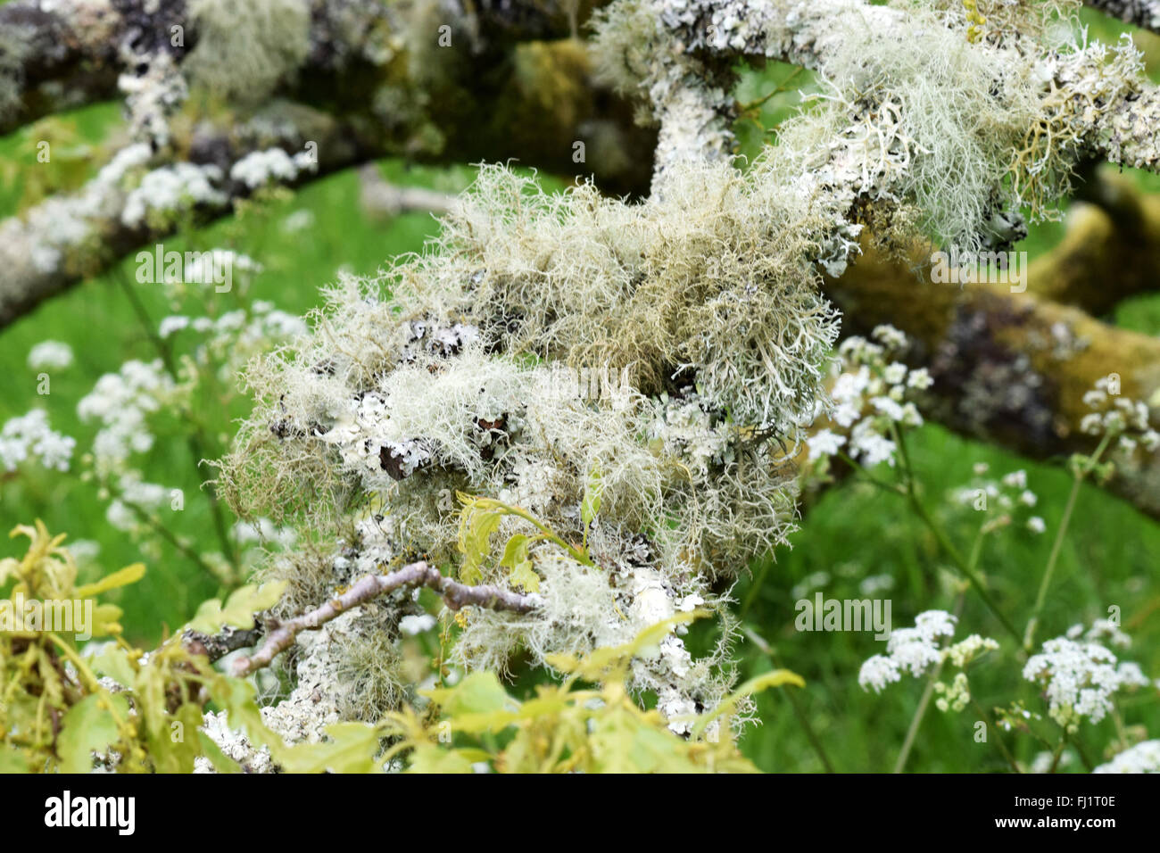 Lichen on tree branch Stock Photo - Alamy