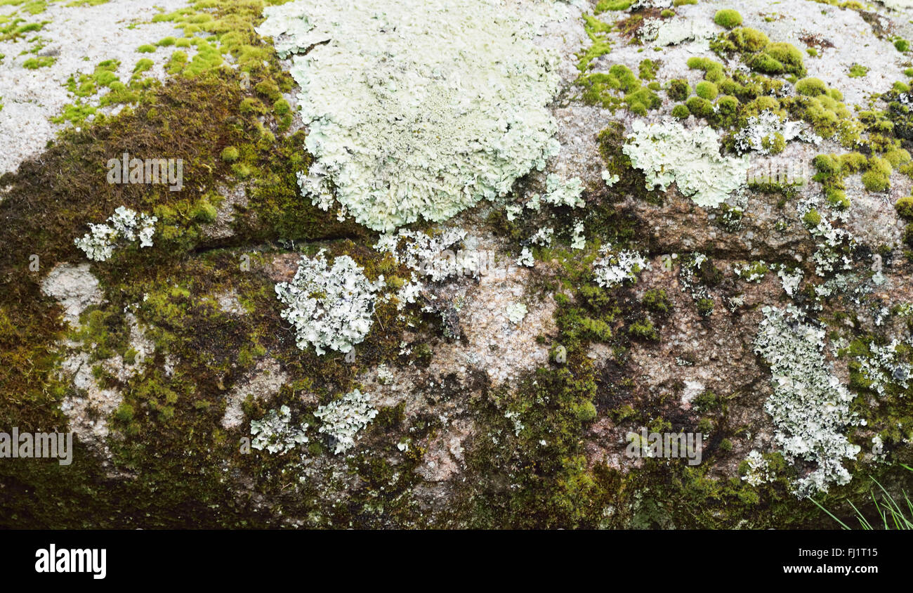 Lichen on tree branch Stock Photo - Alamy