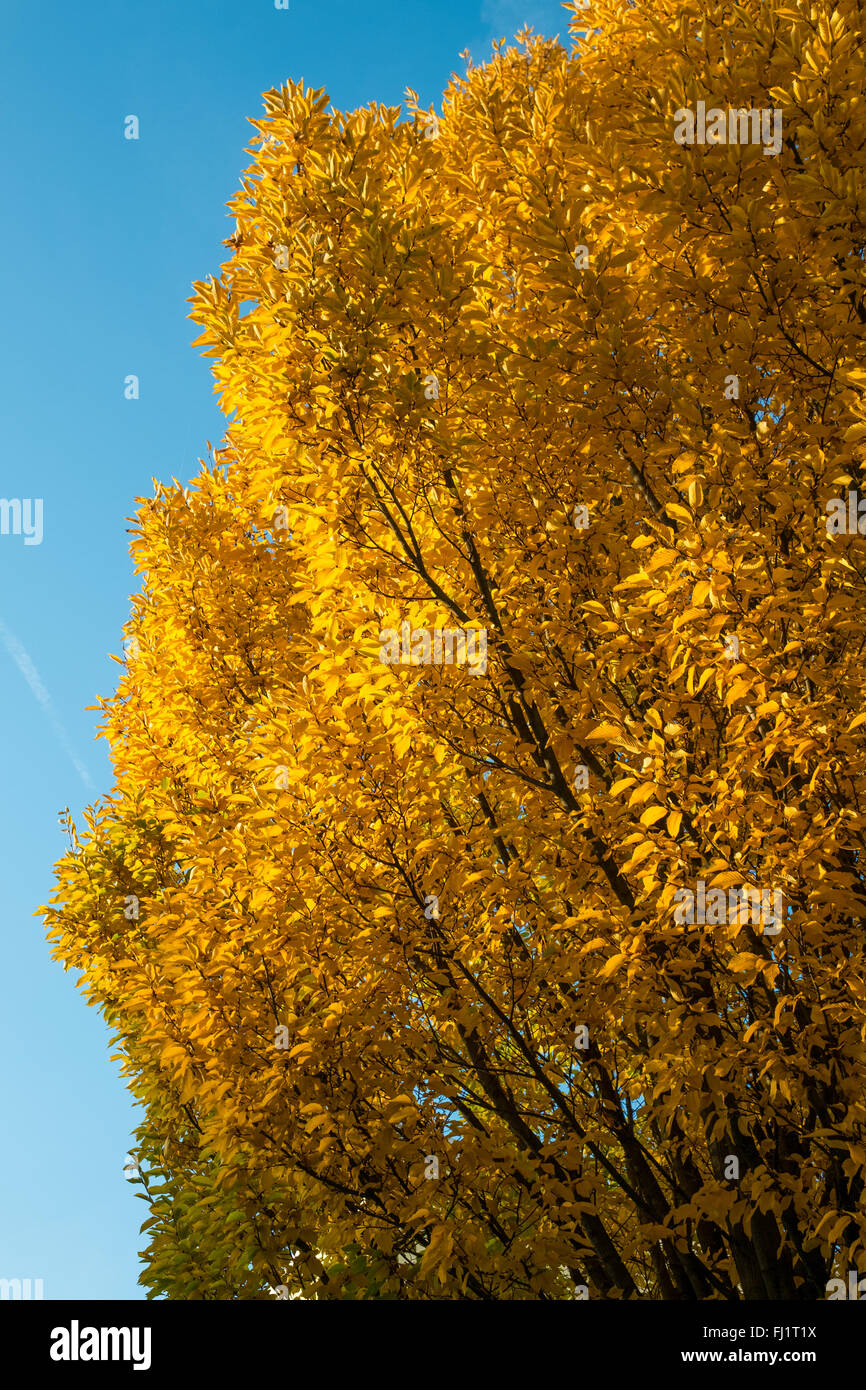 Elm tree autumn vertical hi-res stock photography and images - Alamy