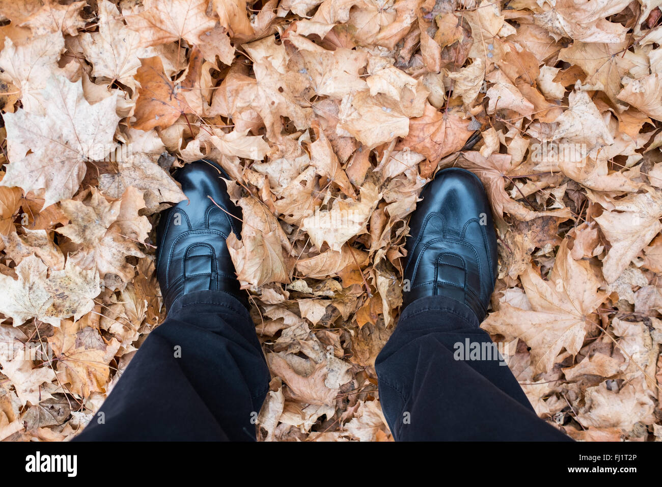 Feet with black shoes on dried leaves of a maple tree Stock Photo - Alamy