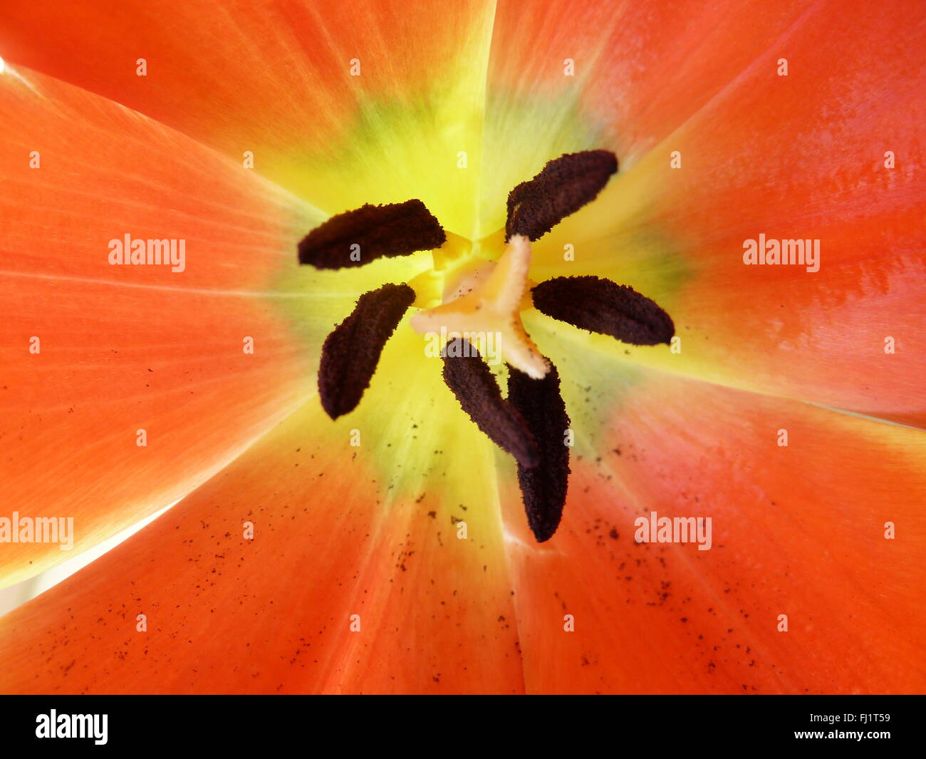 Center of a Flower Stock Photo - Alamy