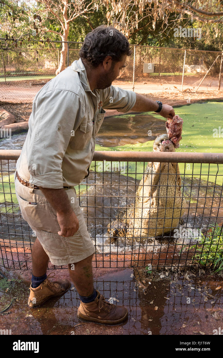 David Tapper, one of the three crocodile keepers attracted a saltwater ...