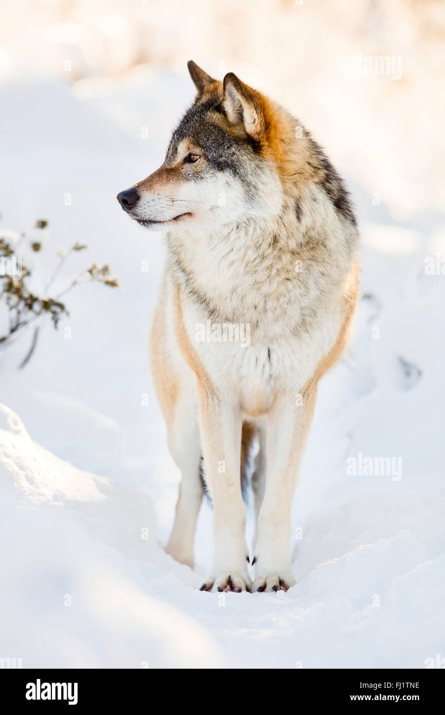 Beautiful wolf standing in the snow Stock Photo - Alamy