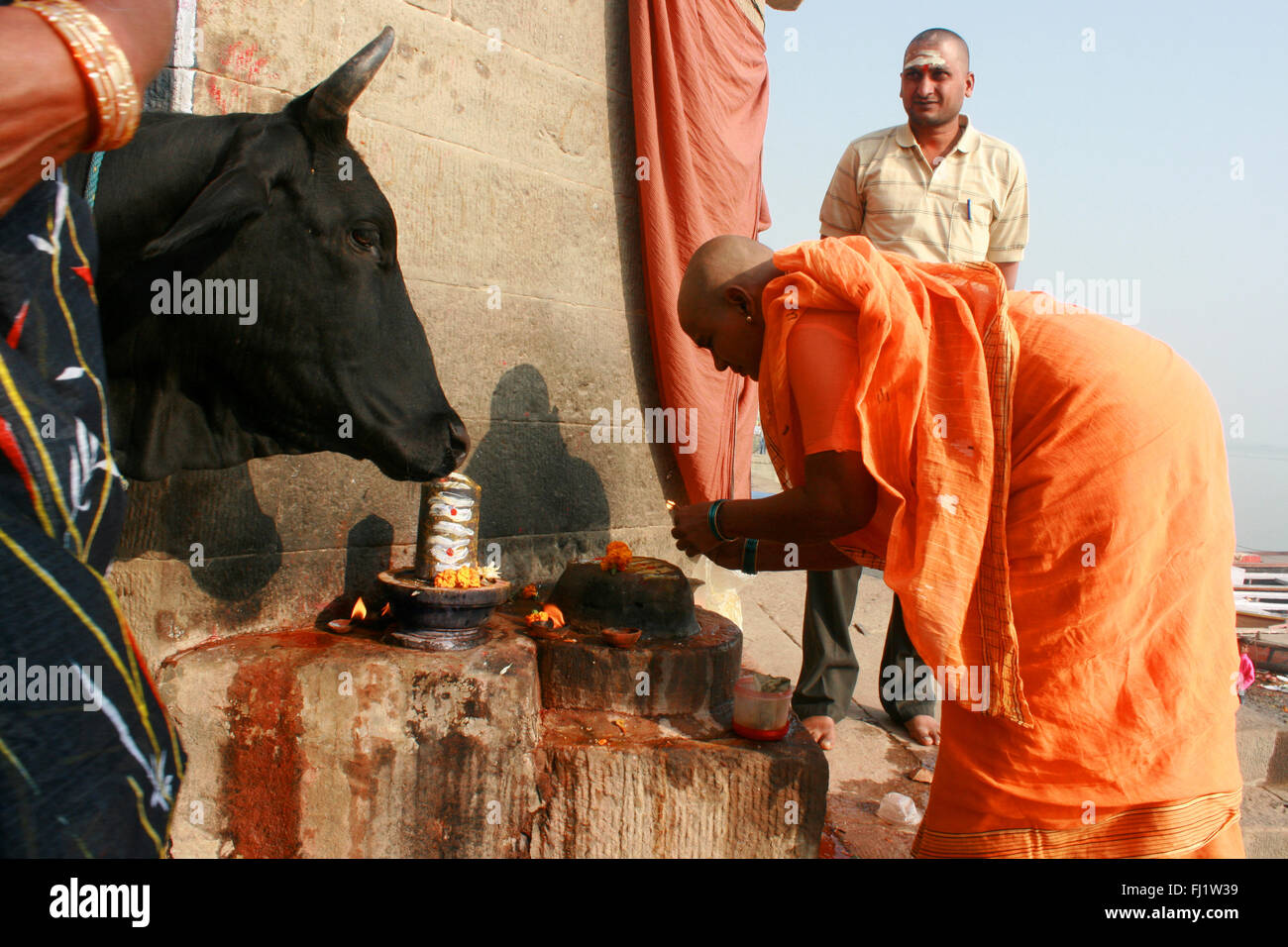 Woman with holy cow making puja ritual ona ghat of Varanasi, India ...