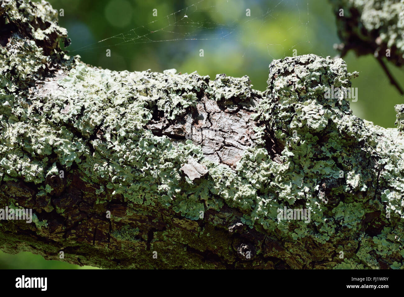 Lichen on tree branch Stock Photo - Alamy