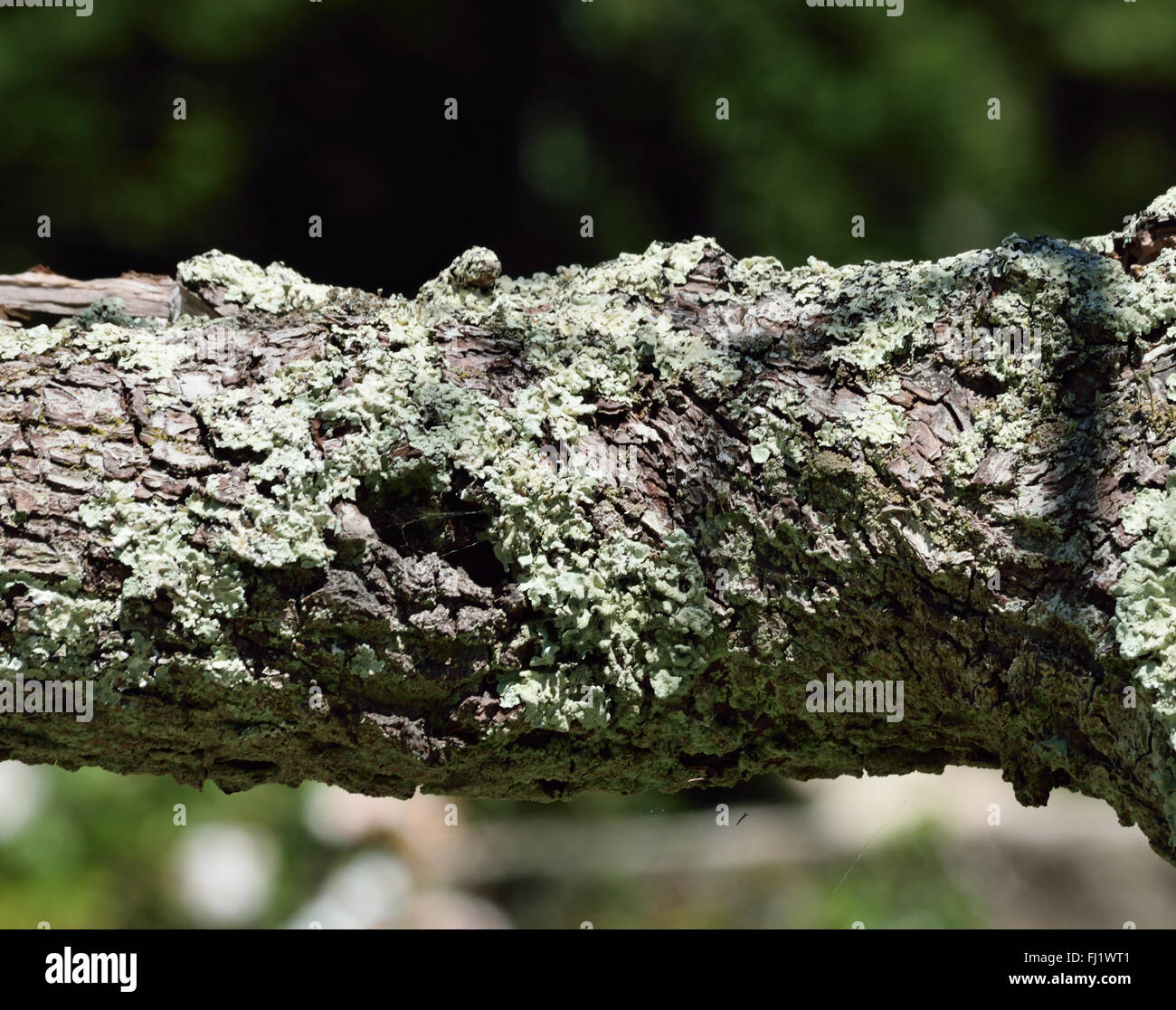 Lichen on tree branch Stock Photo - Alamy