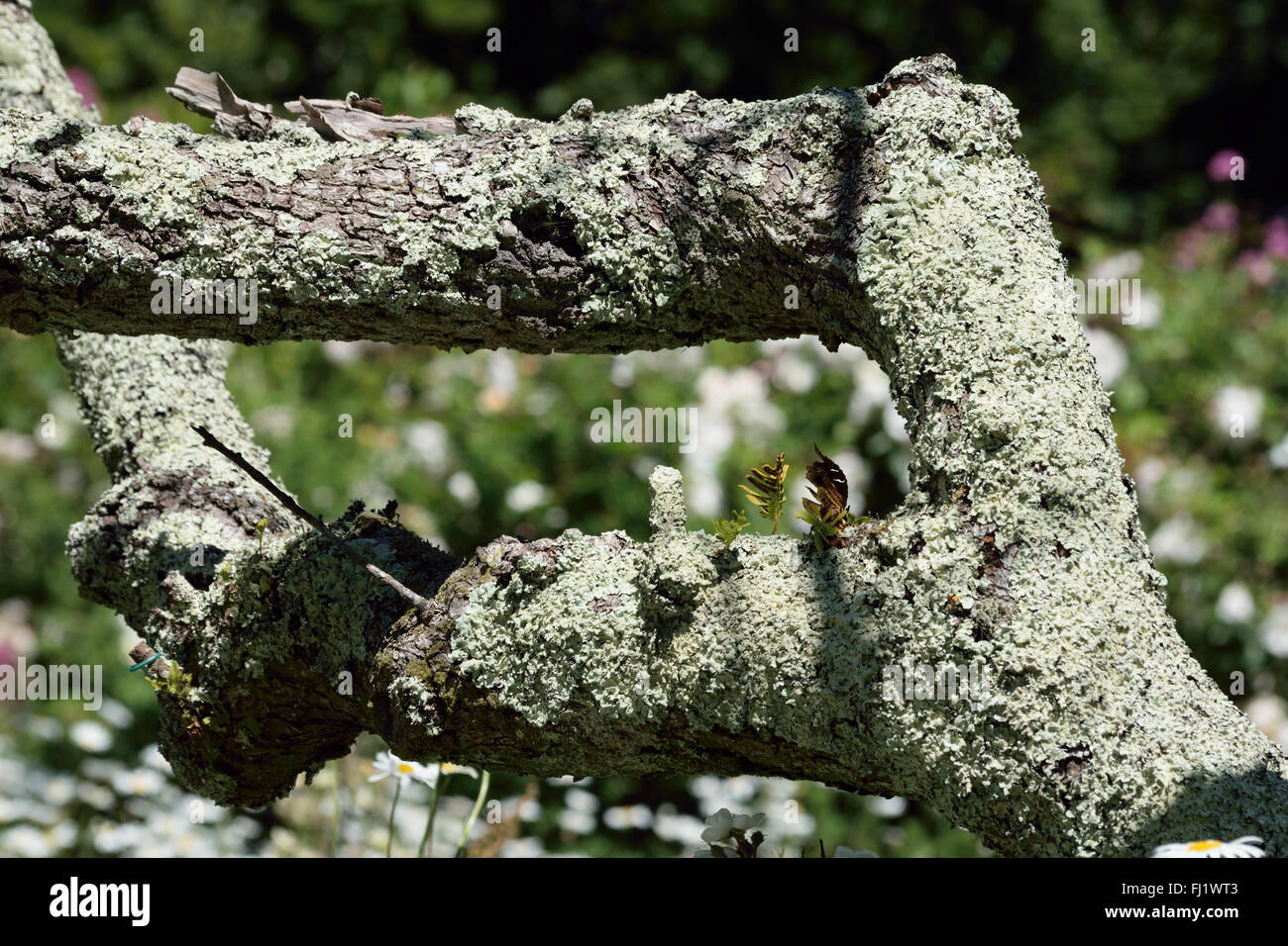 Lichen on tree branch Stock Photo - Alamy