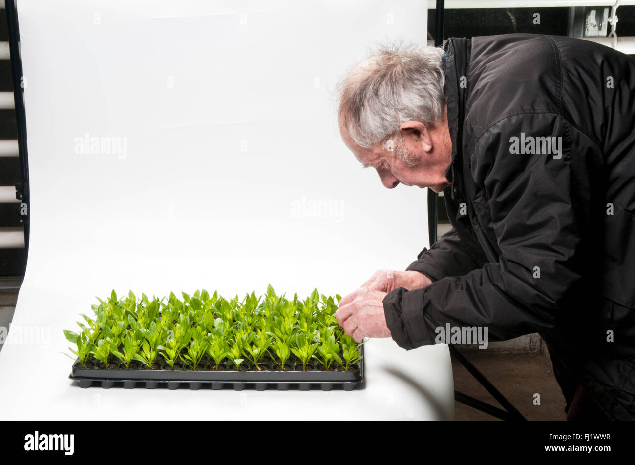 A plant expert checks and arranges a tray of seedlings on a white paper ...