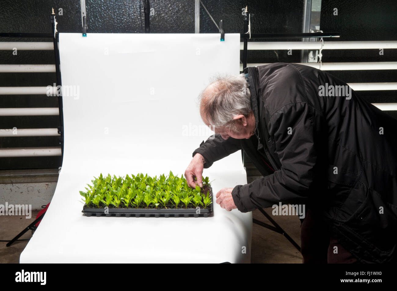 A plant expert checks and arranges a tray of seedlings on a white paper ...