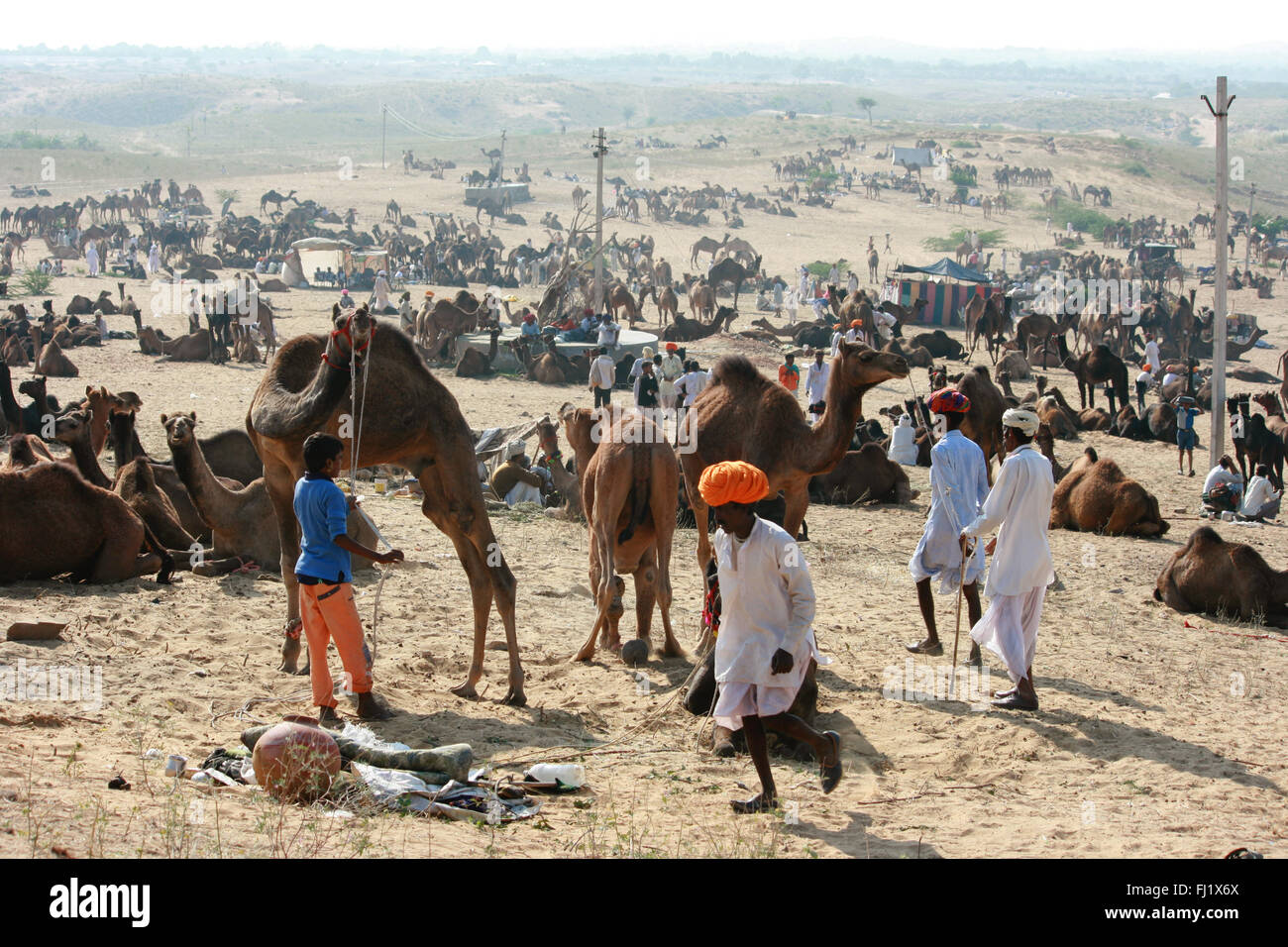 Rajasthan camel hi-res stock photography and images - Alamy