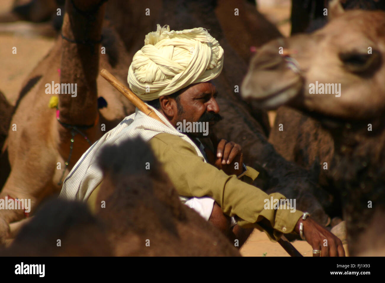 Indian Rajasthani camel driver thinking at the Pushkar camel fait ...