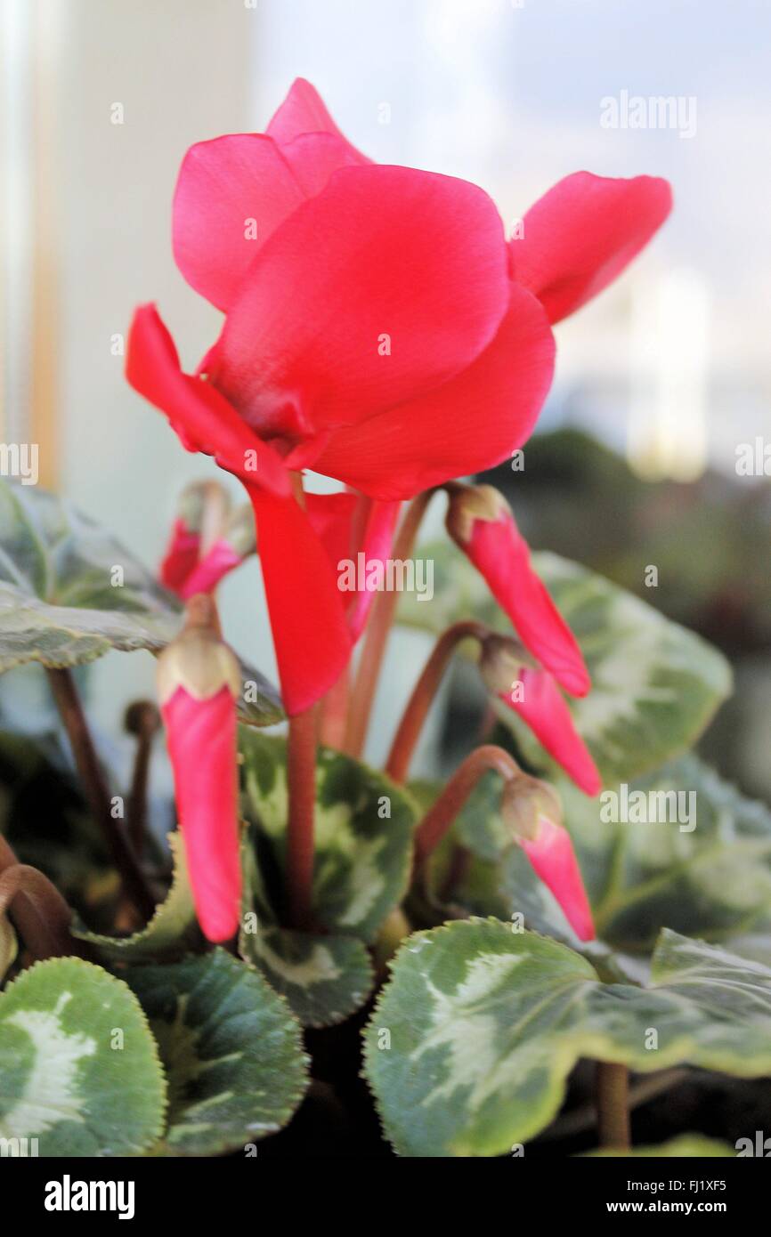 red cyclamen flowers Stock Photo - Alamy
