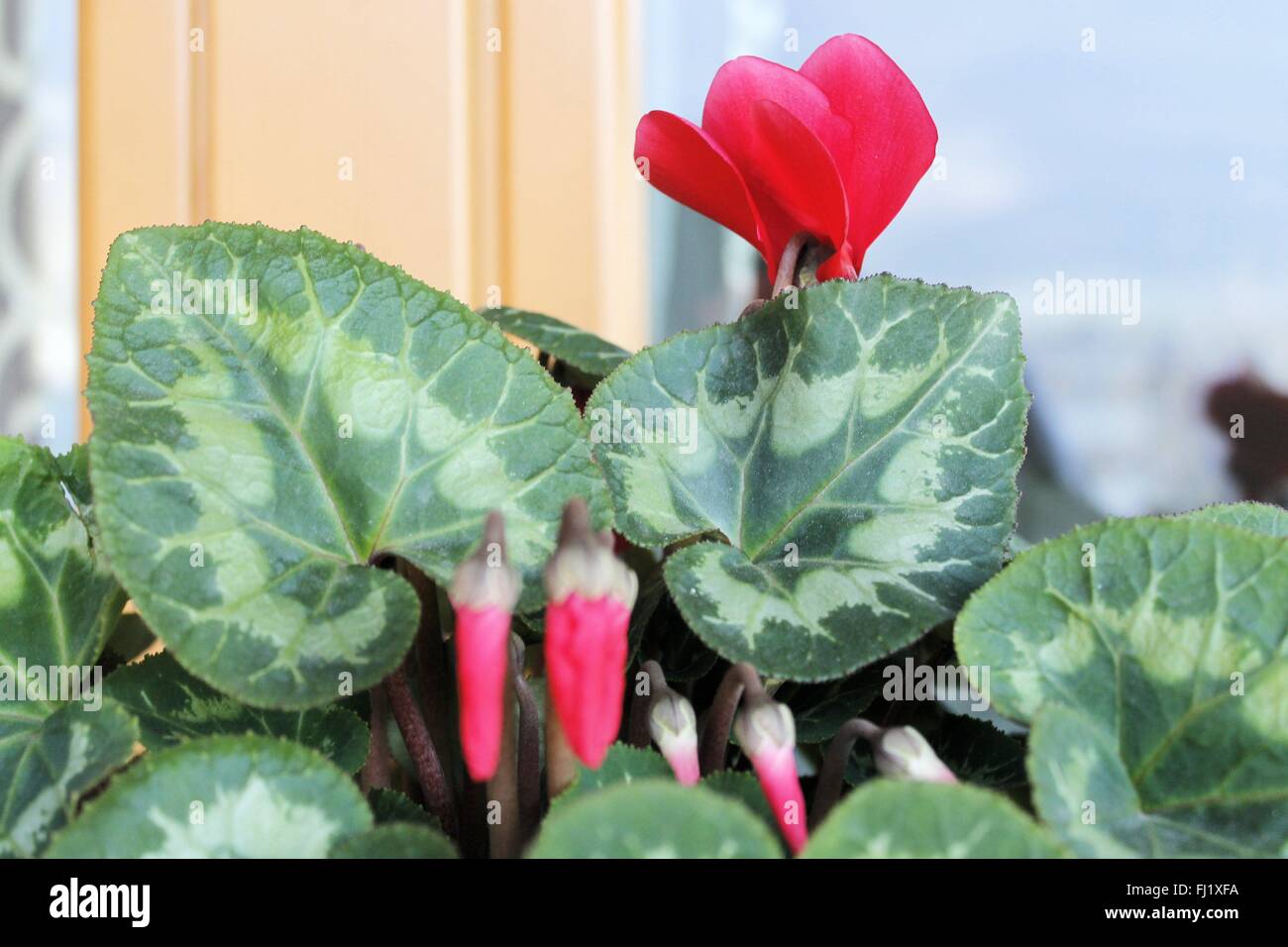 Cyclamen hederifolium flowers hi-res stock photography and images - Alamy