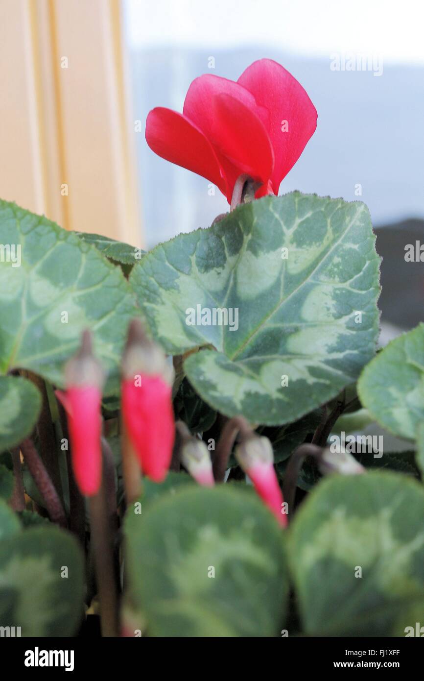 red cyclamen flowers Stock Photo - Alamy