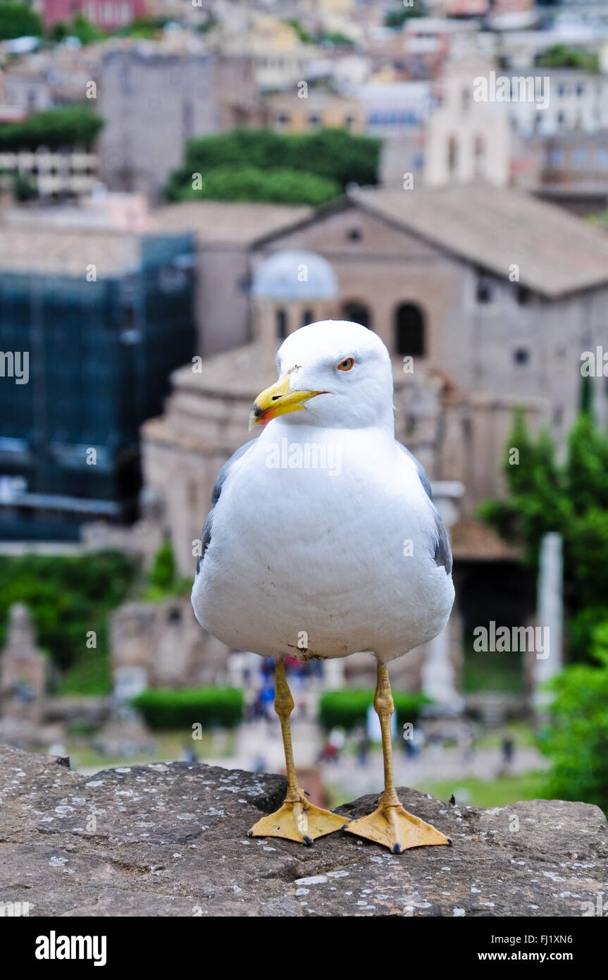 Roman bird hi-res stock photography and images - Alamy