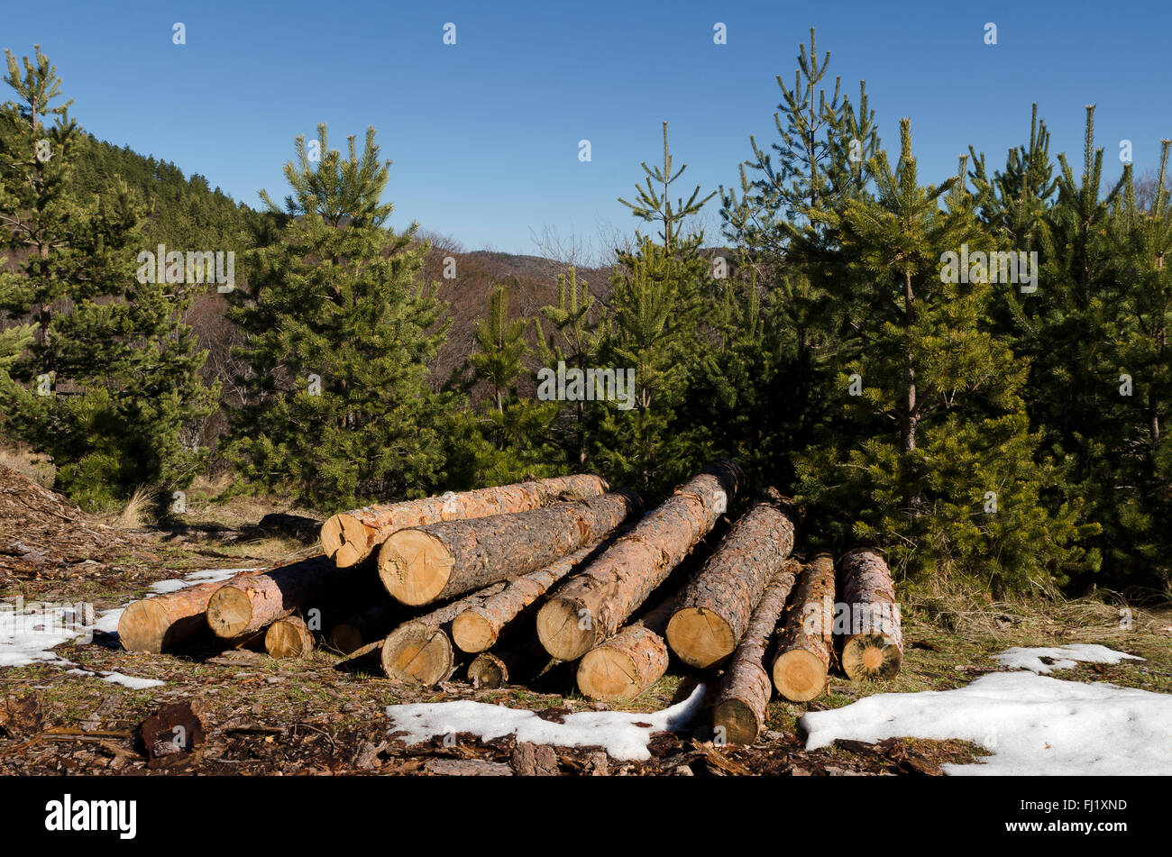 Coniferous timber in a mountain during the winter Stock Photo - Alamy