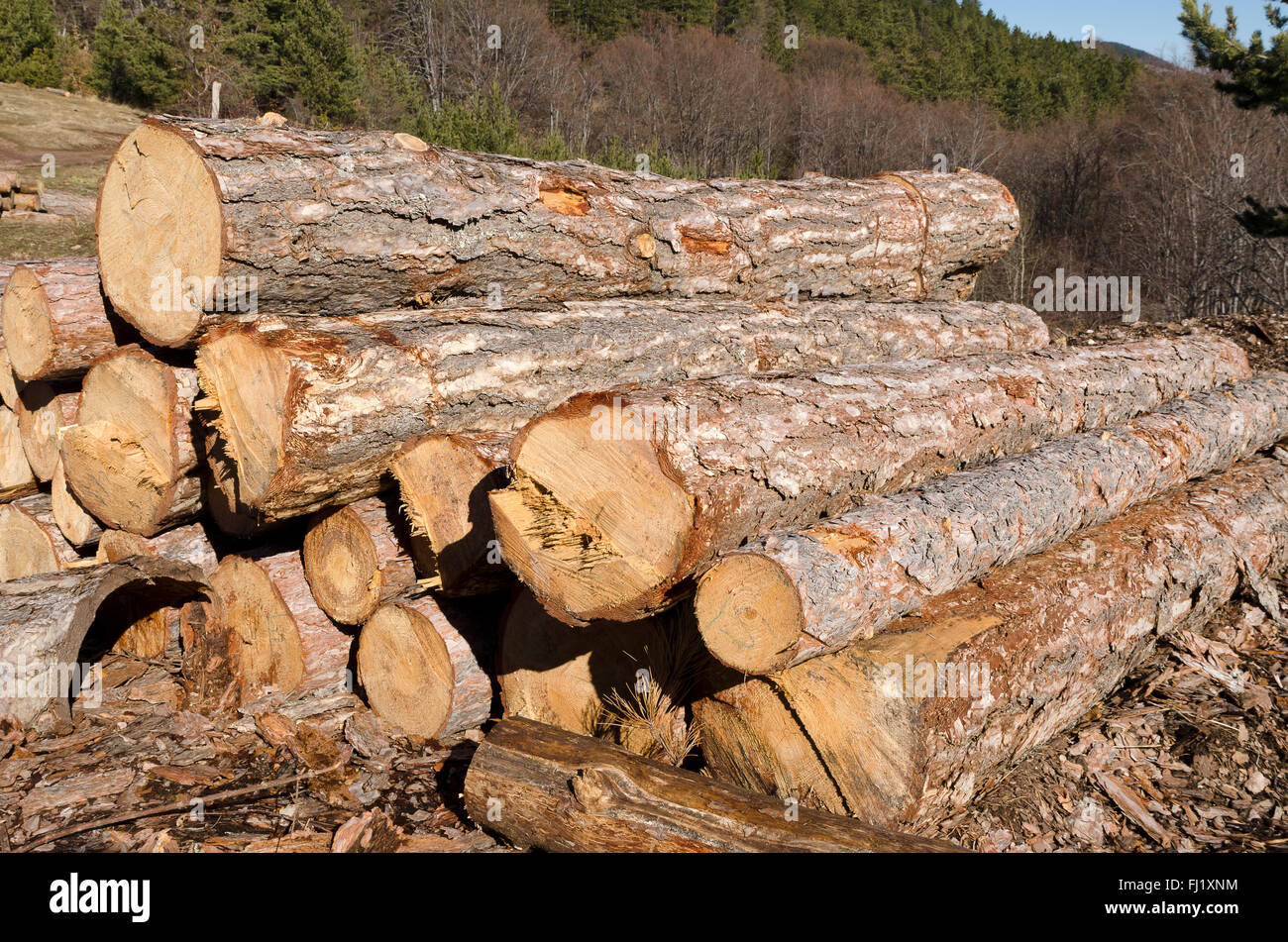 Dry trees and stack of coniferous timber in a mountain Stock Photo - Alamy