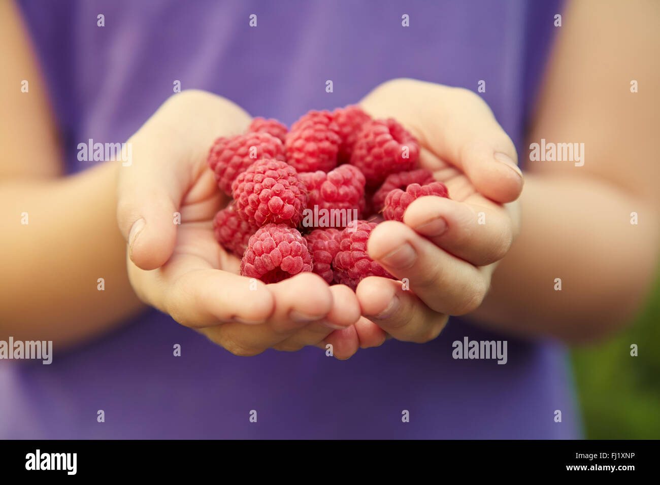 Hands holding raspberries hi-res stock photography and images - Alamy