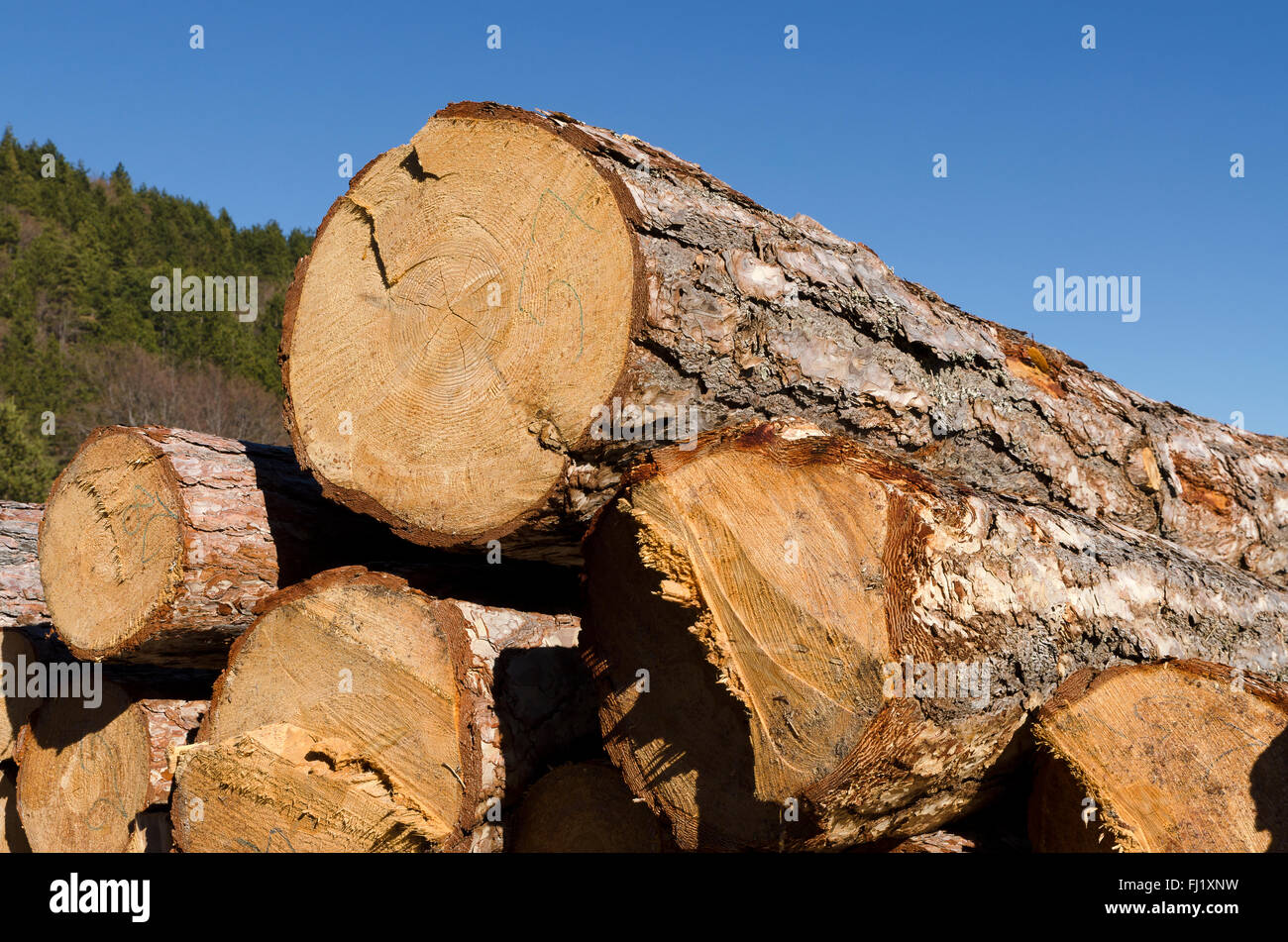Stack of coniferous timber in the Rhodope Mountain Stock Photo - Alamy