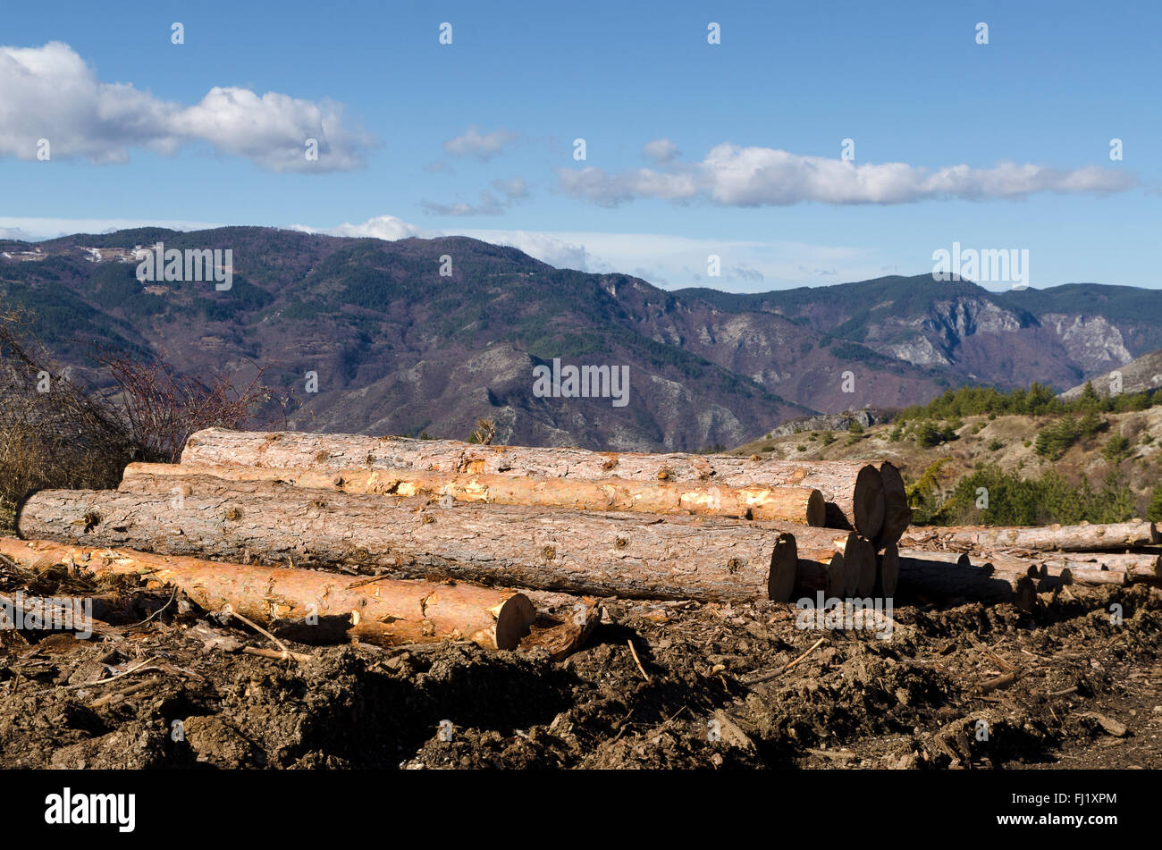 Coniferous timber hi-res stock photography and images - Alamy