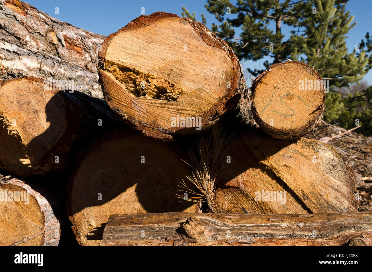 Timber of coniferous in a mountain in Bulgaria Stock Photo - Alamy