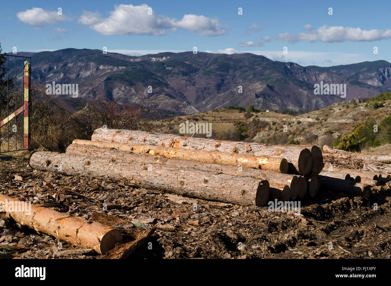 Timber of coniferous in a mud on a hill Stock Photo - Alamy