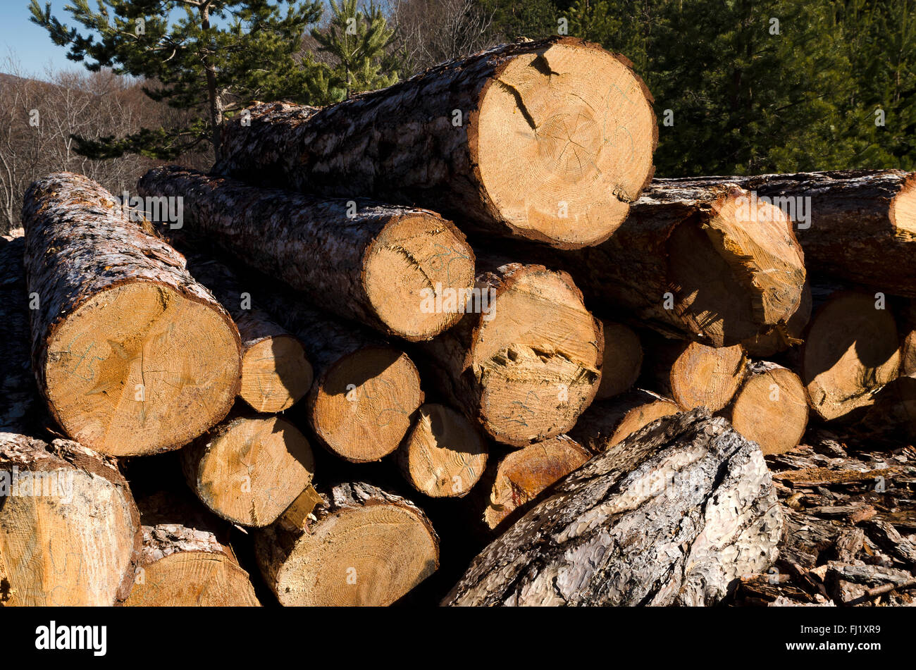Timber stack of coniferous in Rhodope Mountain Stock Photo - Alamy