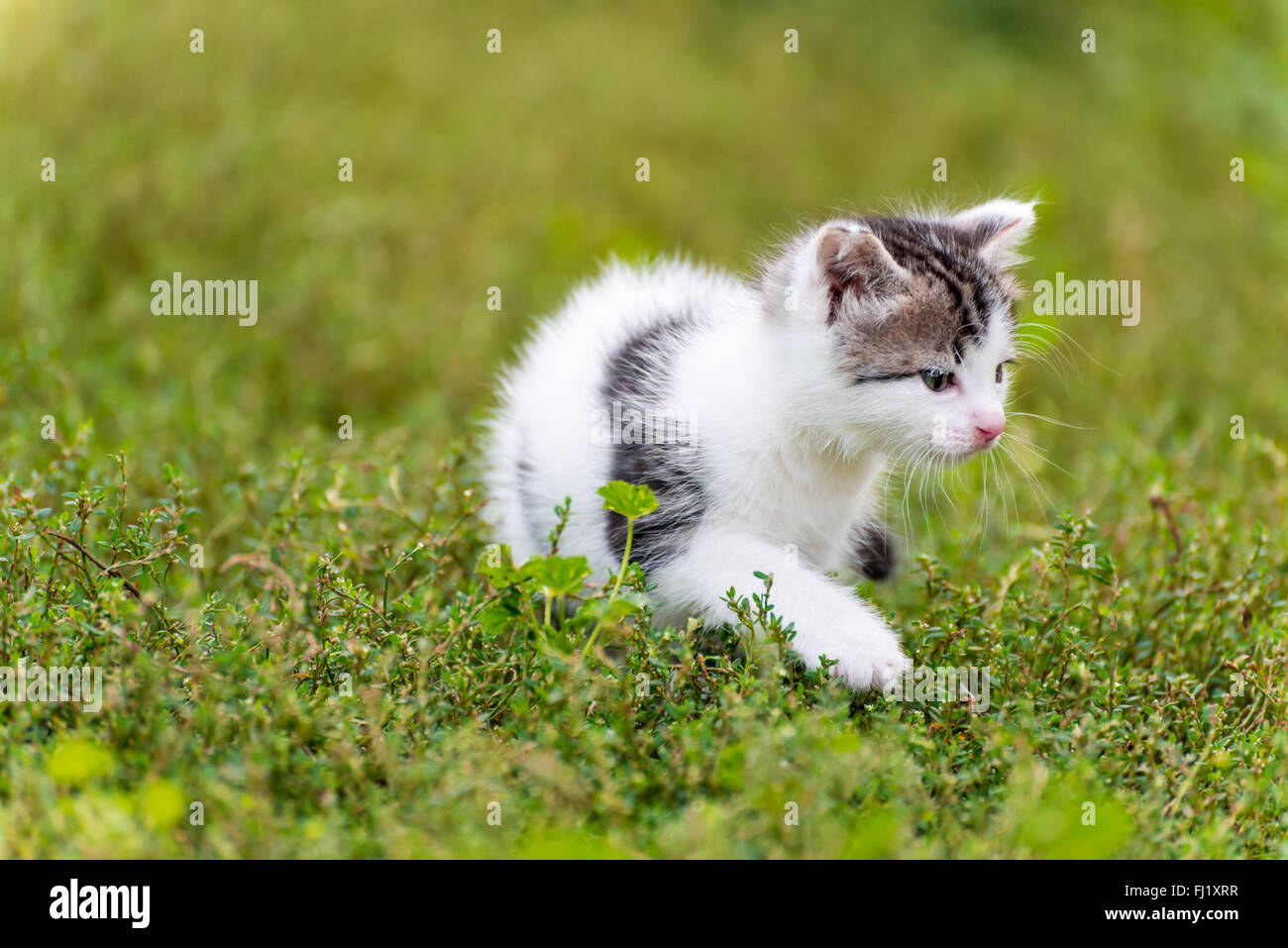 Spotted kitten walk in the grass at garden Stock Photo - Alamy