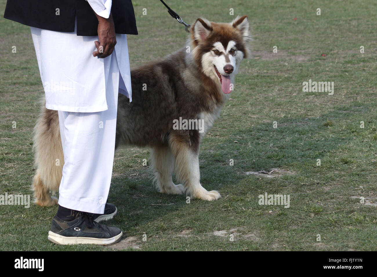 Pakistani People with their pets participating in Dog Show "Royal ...