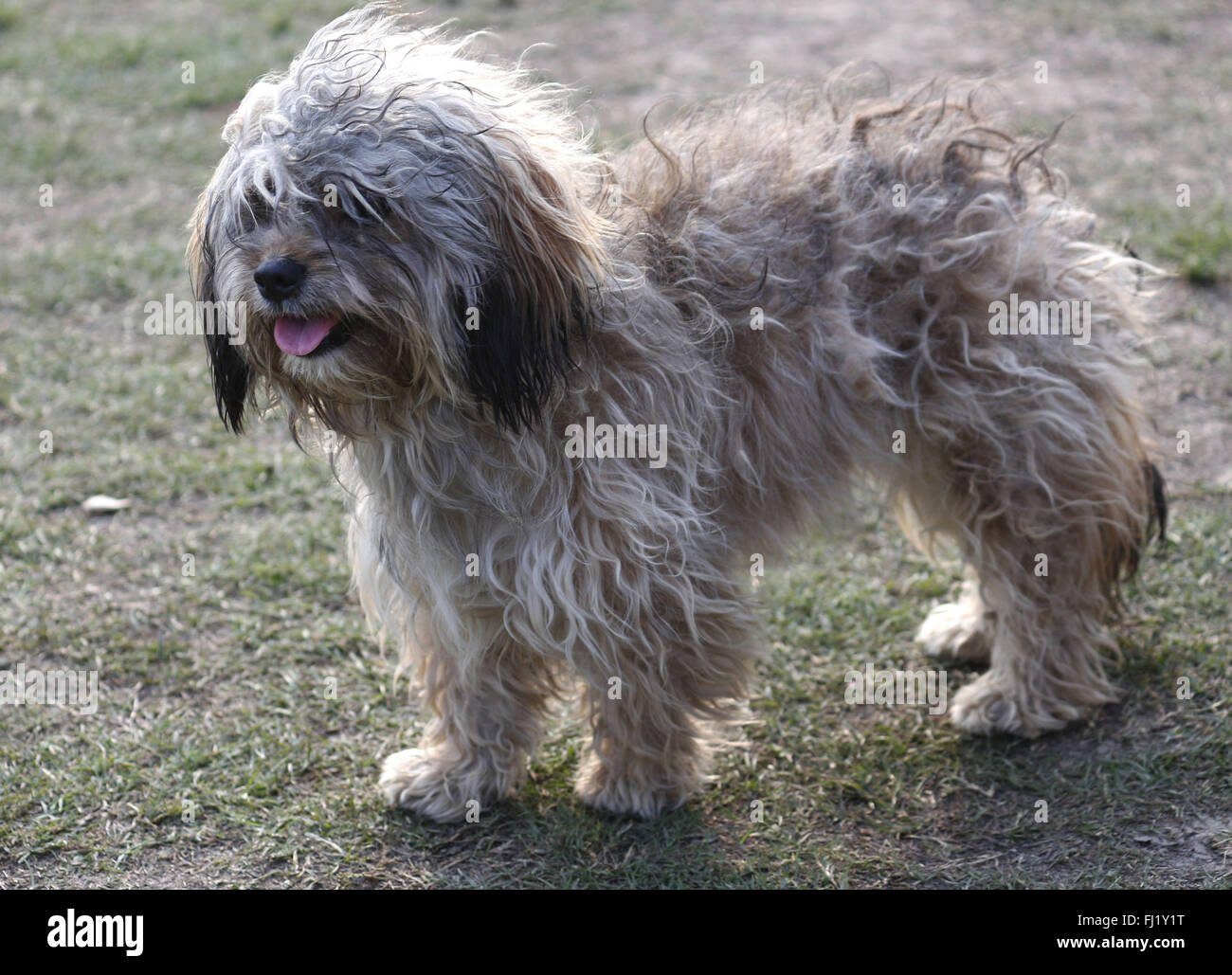 Pakistani People with their pets participating in Dog Show "Royal ...
