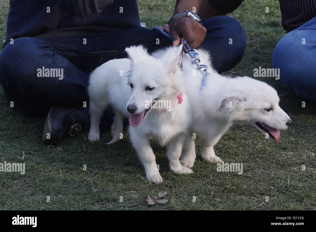 Pakistani People with their pets participating in Dog Show "Royal ...