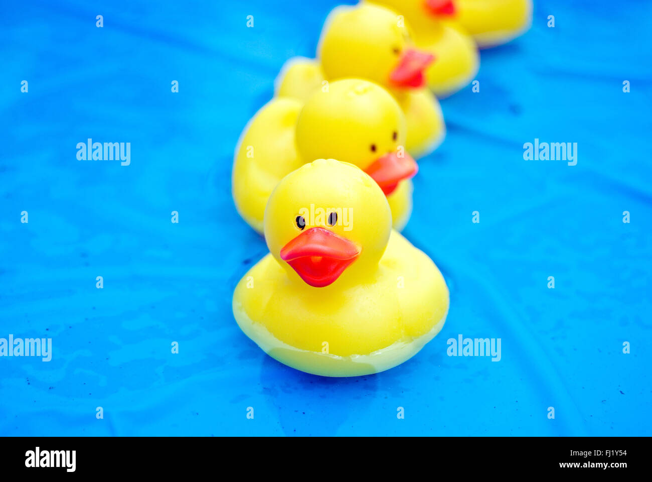 Row of yellow ducks in swimming pool Stock Photo - Alamy