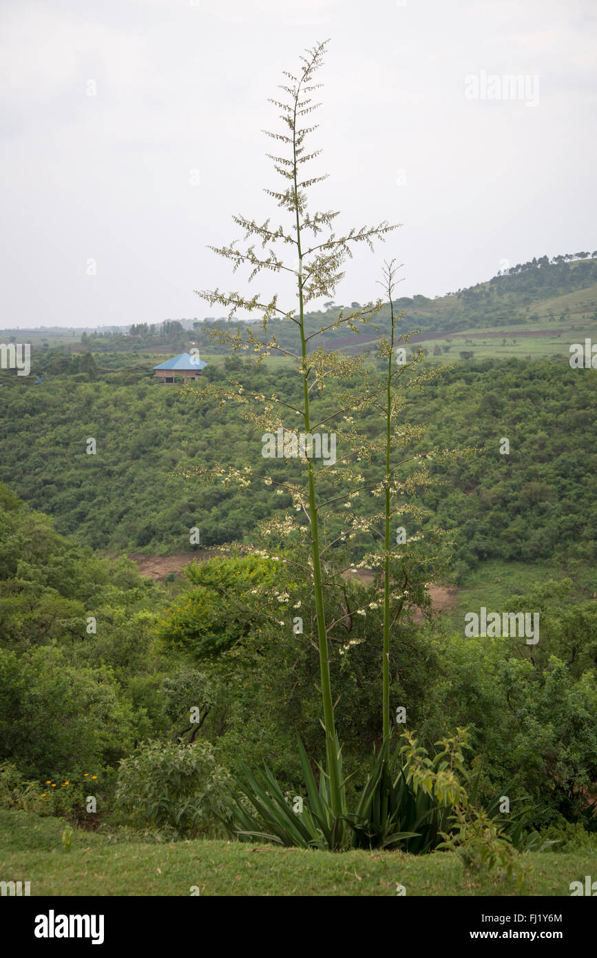Sisal (Agave sisalana) in flower. Native to Central America, this plant ...