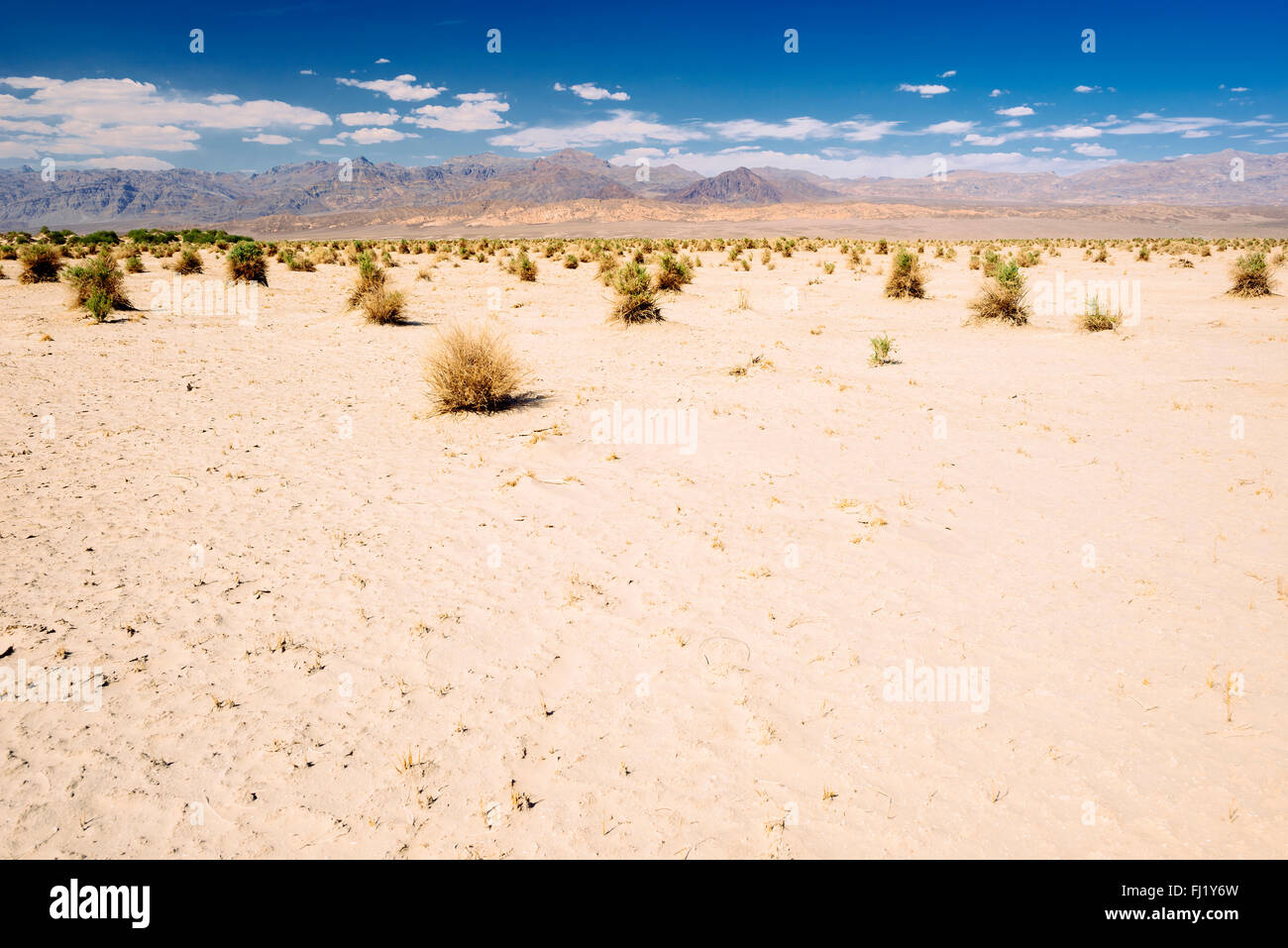 Arrow weed hi-res stock photography and images - Alamy