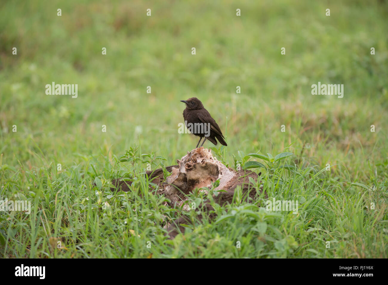 Northern anteater-chat (Myrmecocichila aethiops Stock Photo - Alamy