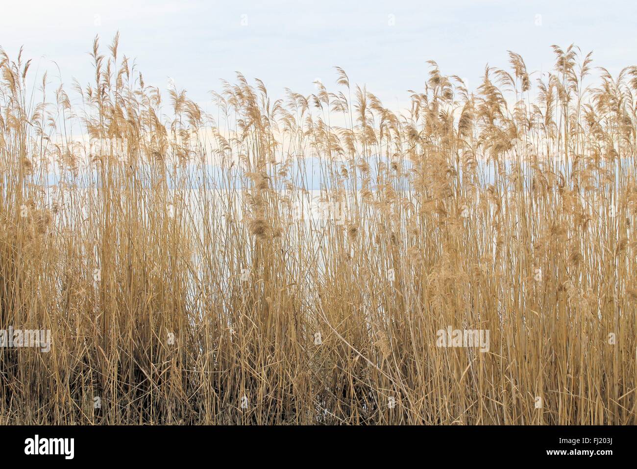 reeds on the shore of lake Garda in northern Italy Stock Photo - Alamy
