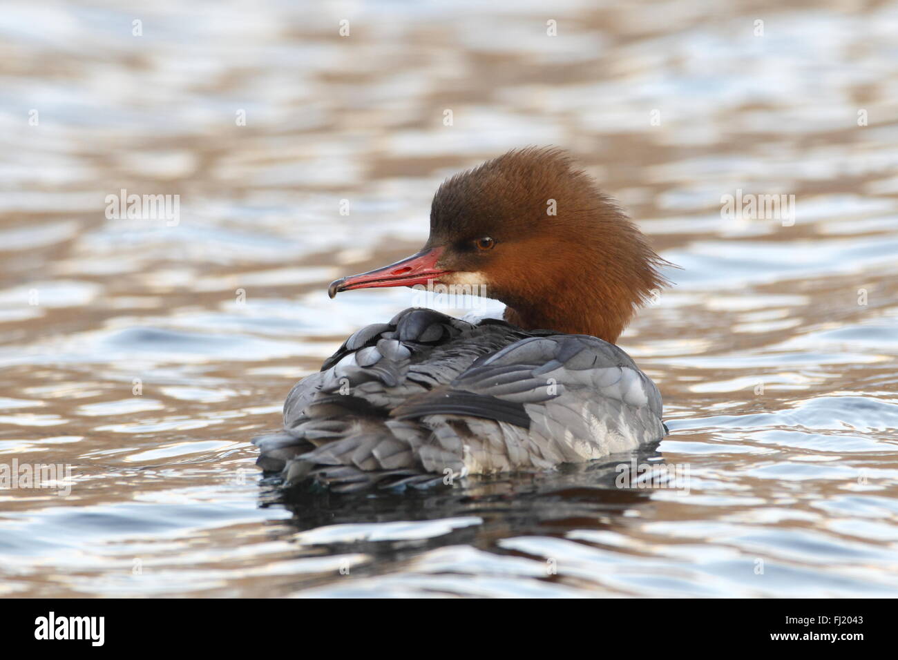 Sawbill with fish hi-res stock photography and images - Alamy