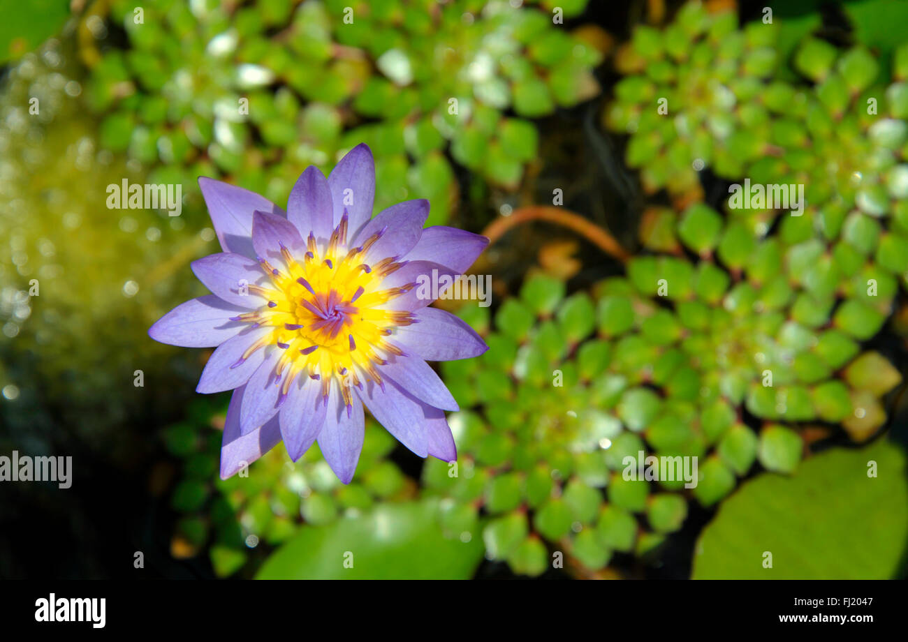 Purple and yellow tropical water lilly in flower, genus nymphaea Stock ...