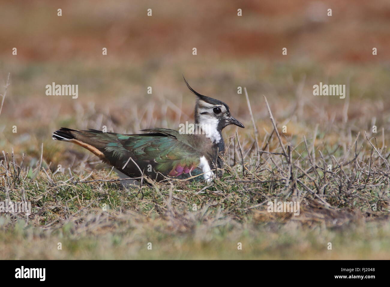 Nesting lapwing hi-res stock photography and images - Alamy