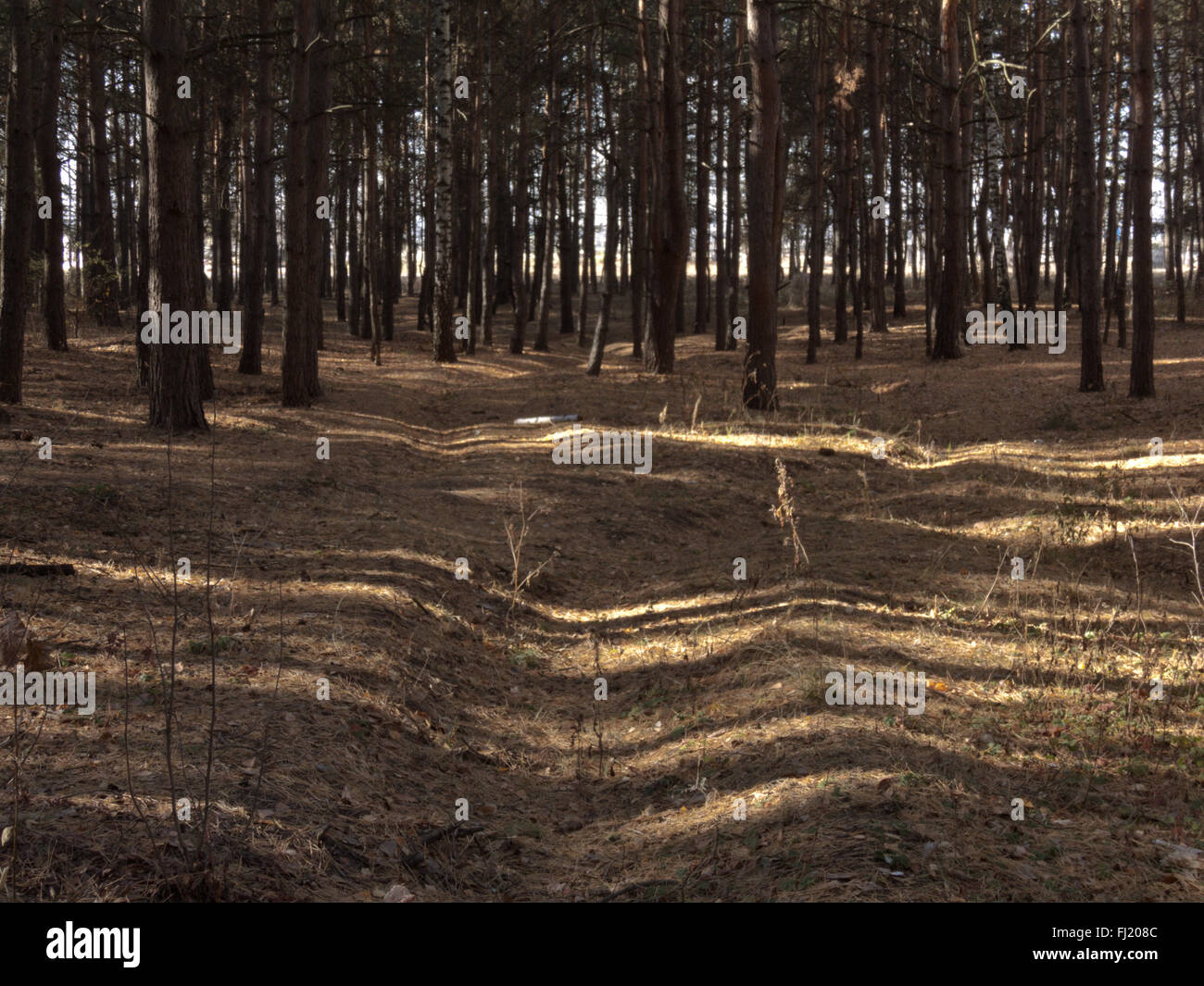 Small clearing in the mixed forest. Dark forest Stock Photo - Alamy