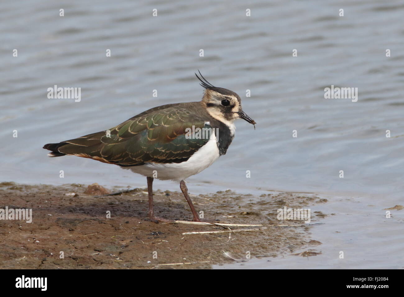 Juvenile northern lapwing hi-res stock photography and images - Alamy