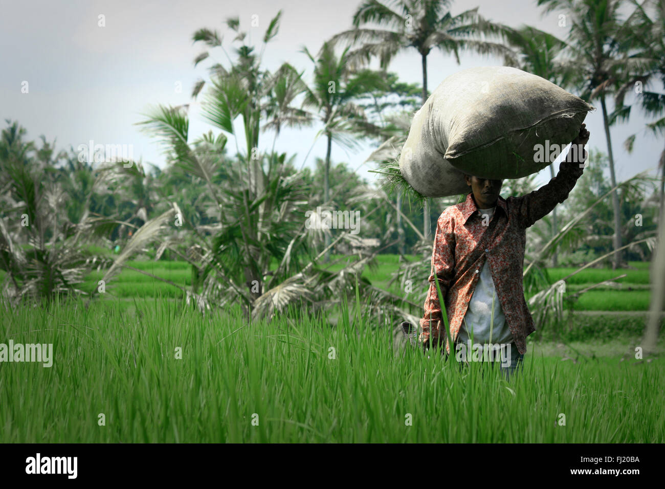 Green landscape of Bali , Indonesia Stock Photo - Alamy