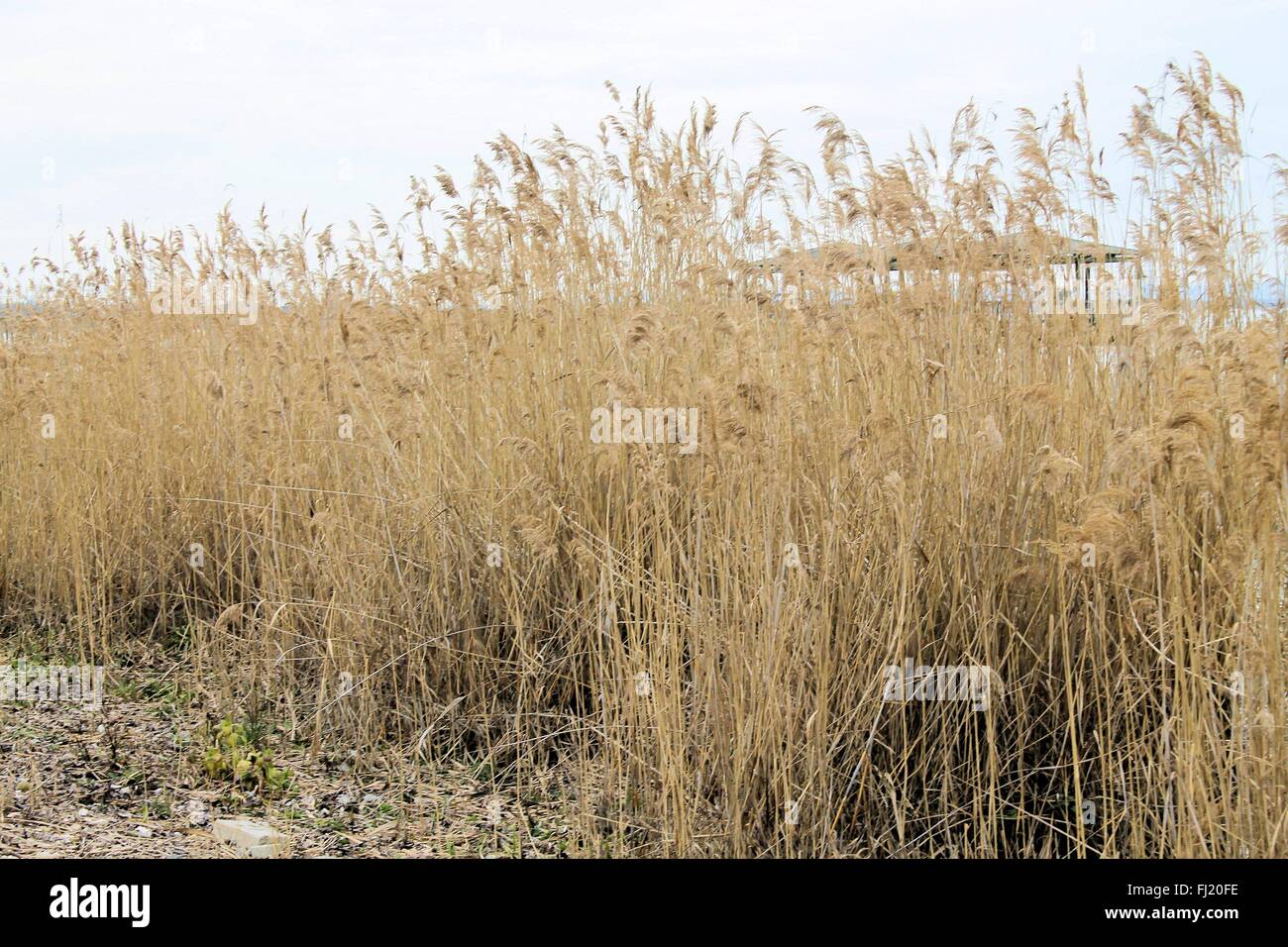 Beautiful lake scenes hi-res stock photography and images - Alamy